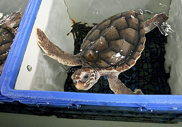 Turtlemania on the island | Lifestyle | The Daily News