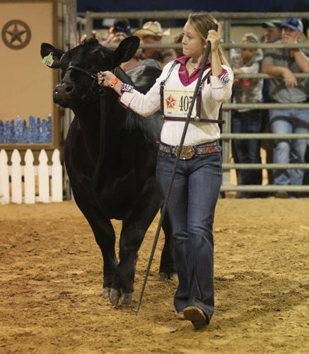 Photos: County and market steer show at the Galveston County Fair ...