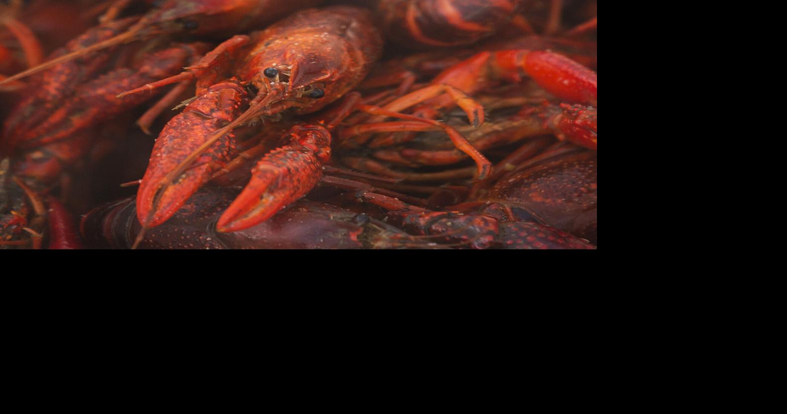 Galveston County restaurants feeling pinch of crawfish shortage | Local ...