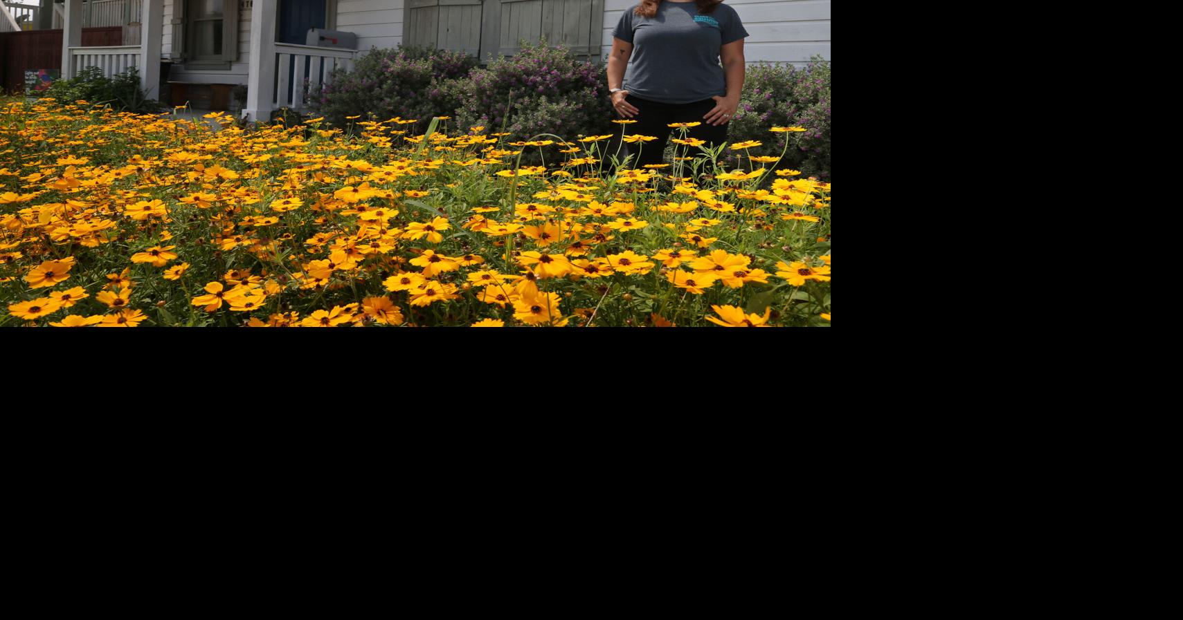 Flower-patch protector petitions city of Galveston for permit changes ...