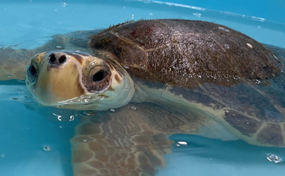 Sea turtle facility a benefit to all Galvestonians | Editorials | The ...