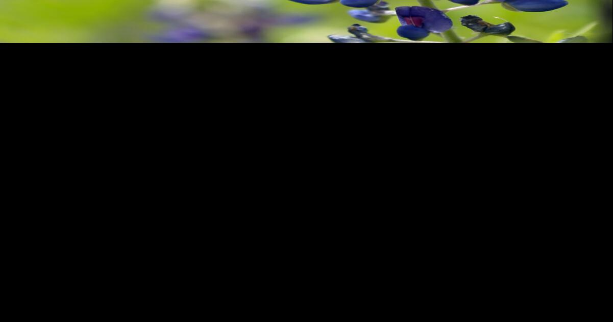 Bluebonnets in bloom | Local News | The Daily News