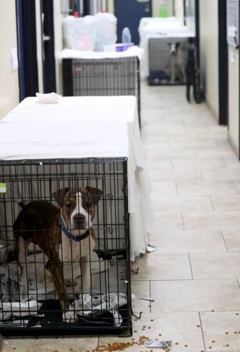 Good Samaritans pay fees for more than 30 Galveston shelter dogs ...