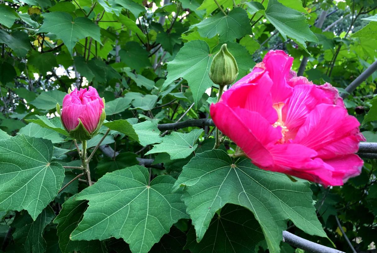 Confederate Rose easily-grown plant for Galveston gardens | Lifestyle ...
