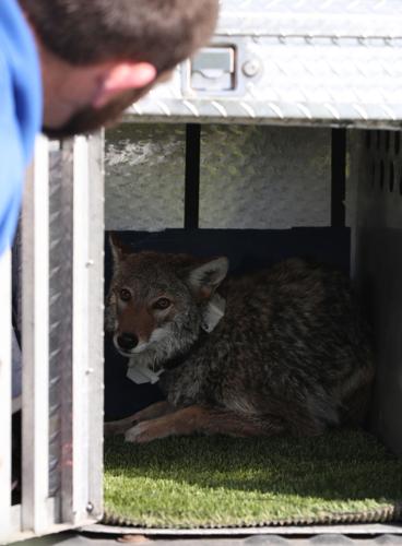 Collaring program to collect data on coyote range, DNA in Galveston ...