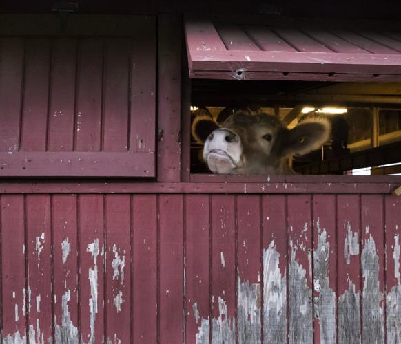 Texas City ISD's beloved agricultural barn to be replaced and upgraded ...