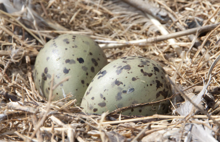 Laughing gulls are hatching | Outdoors | The Daily News