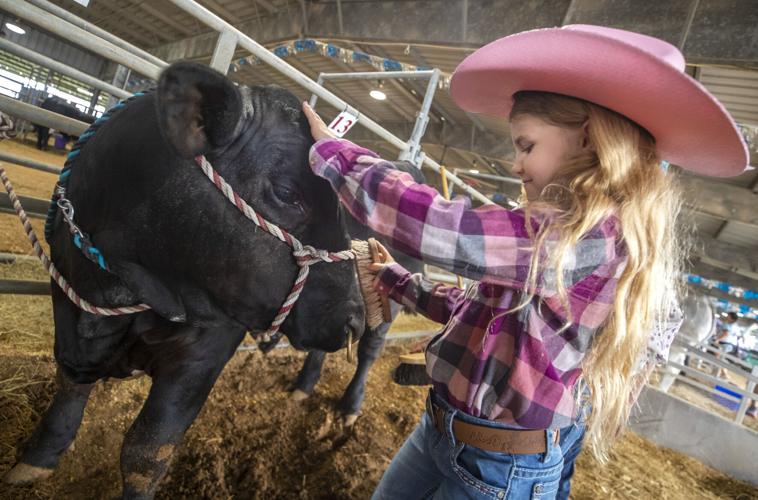 Galveston County Fair & Rodeo continues | Local News | The Daily News