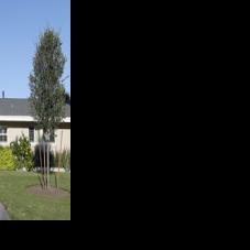 Family transforms storm-damaged Maceo house | Features | The Daily News