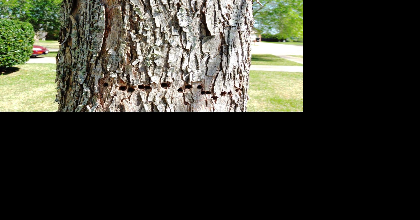 pecan tree bark