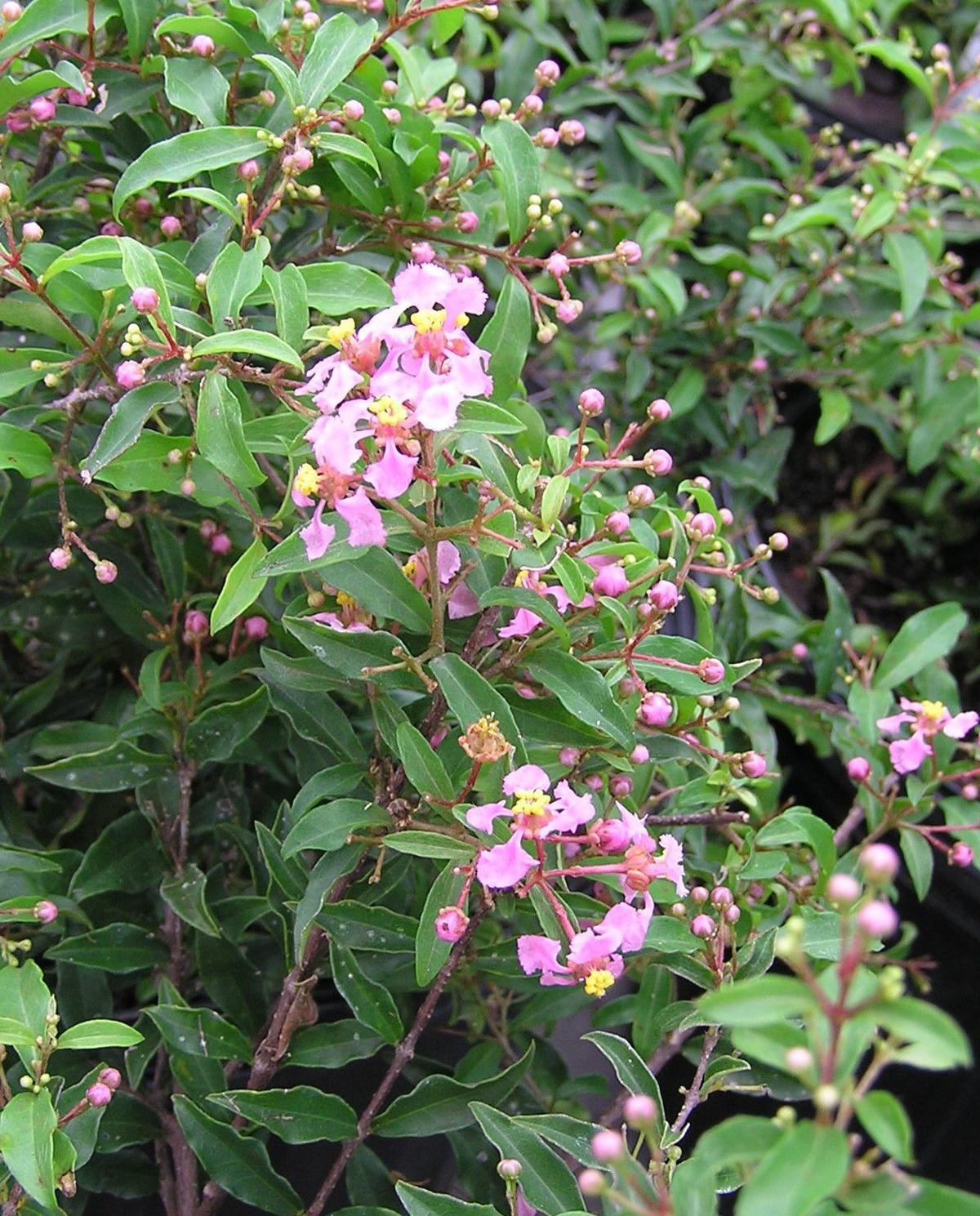 Tree stories: Barbados cherry to bloom soon | Lifestyle | The Daily News