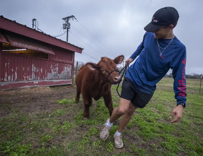 Texas City ISD's beloved agricultural barn to be replaced and upgraded ...