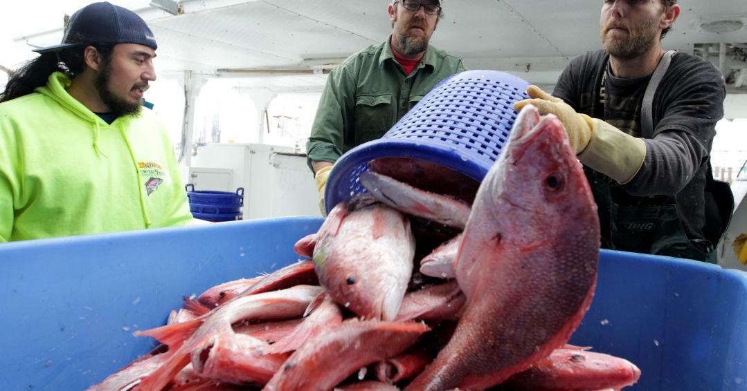 Red snapper management overhaul credited with bringing more fish to ...
