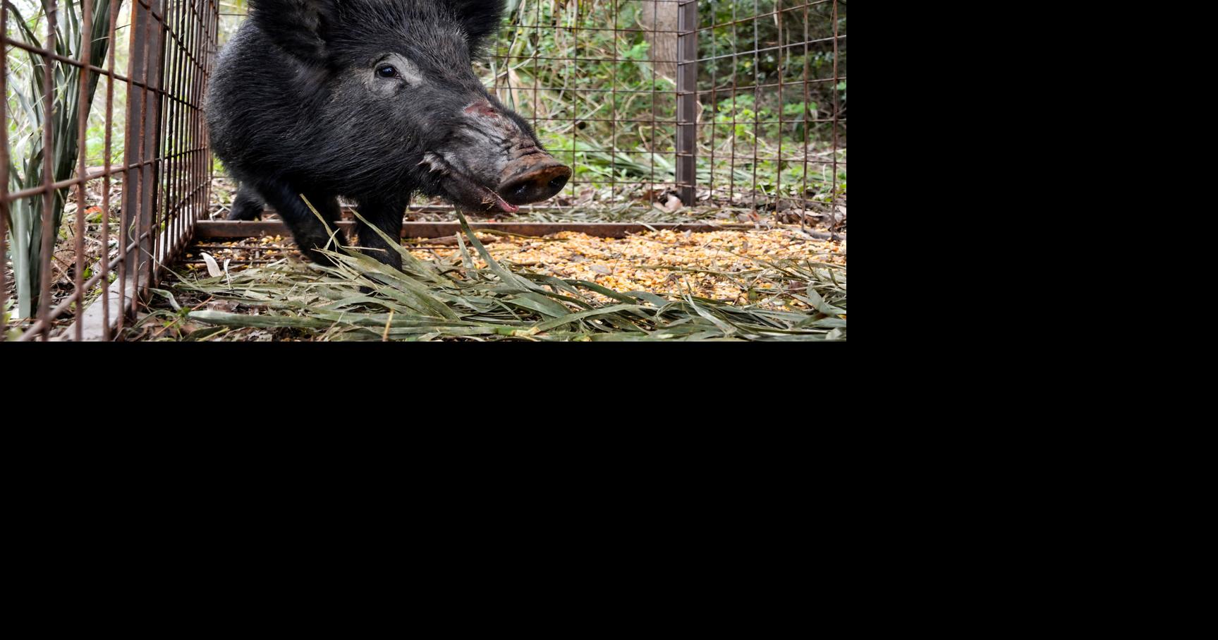 Swine in slammer: Police nab one feral pig, second on the lam | Local ...