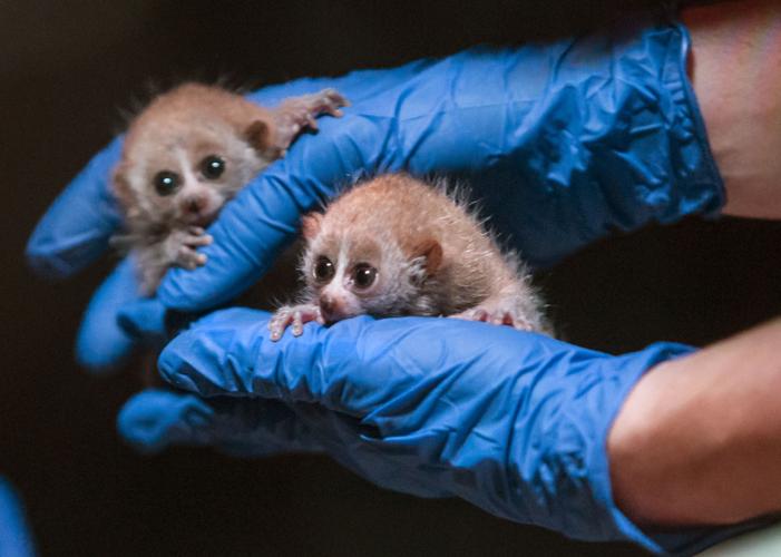 slow loris tiny umbrella