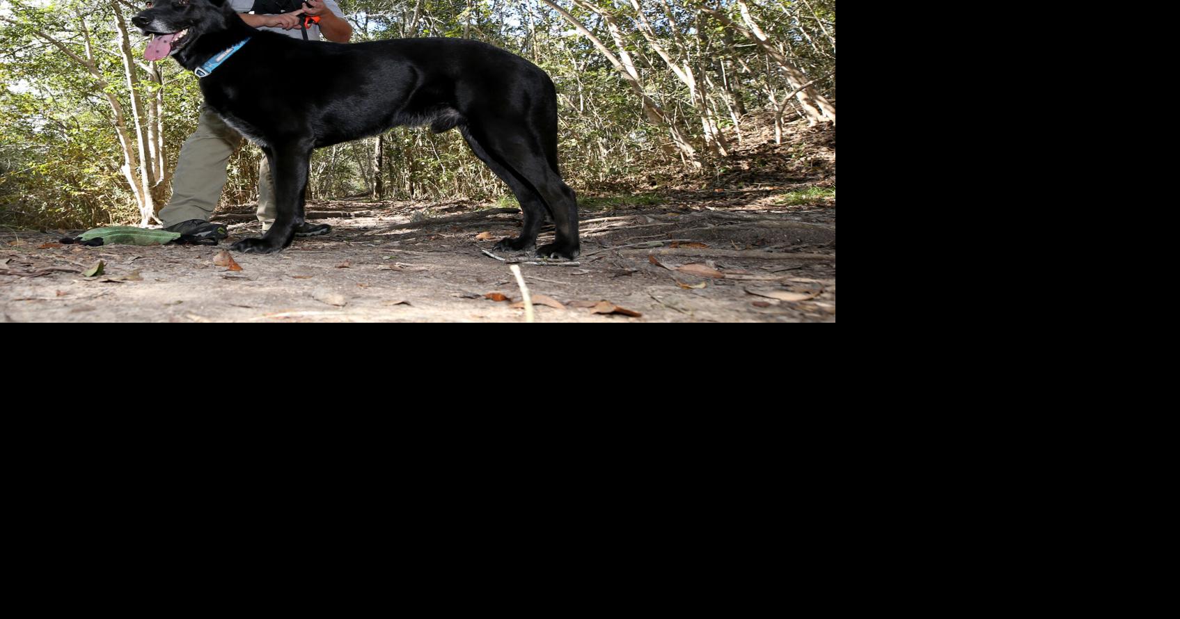 Playful League City shelter dog trains to find cadavers | Local News ...