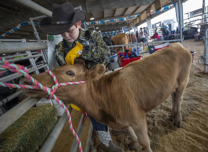 Photos: Galveston County Fair and Rodeo Opens | In Focus | The Daily News