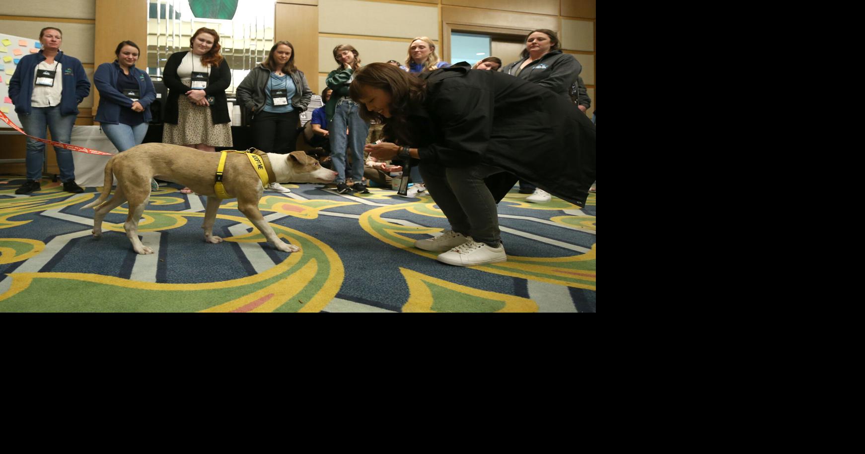 Animal trainers from around the globe gather in Galveston | Local News ...