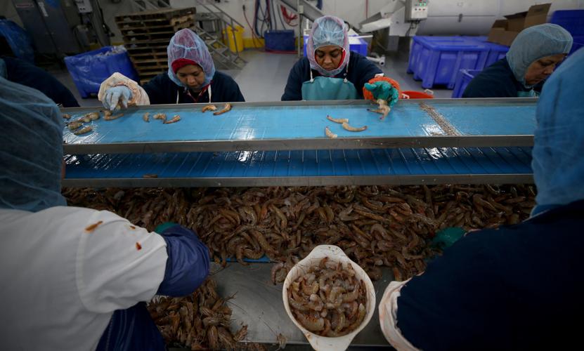 Shrimp industry reeling from labor shortage | Local News | The Daily News