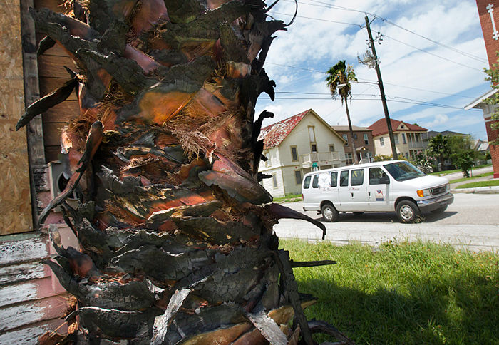 Palm trees on Galveston Island again being set afire | Local News | The ...