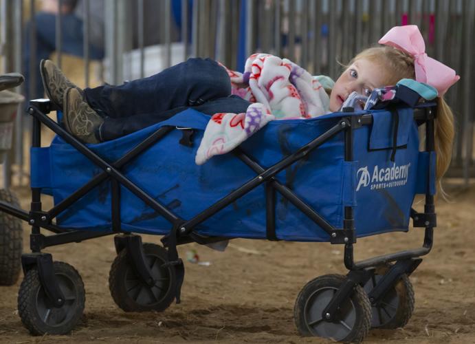 Photos: Monday at the 2019 Galveston County Fair & Rodeo | In Focus ...
