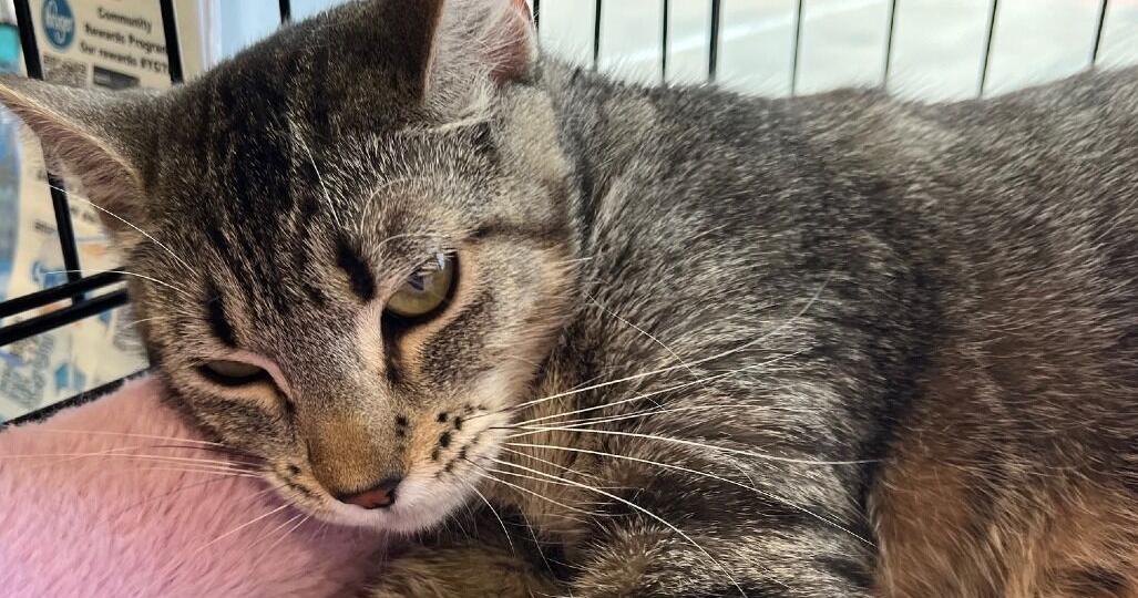 Tigger | Leisure | The Daily News