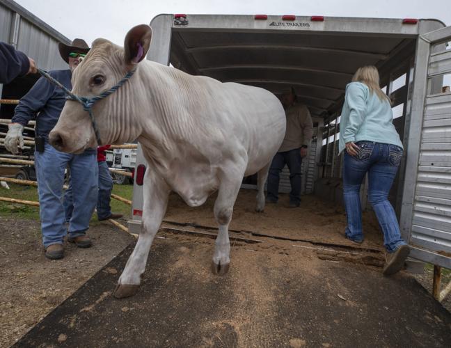 Galveston County Fair & Rodeo continues | Local News | The Daily News