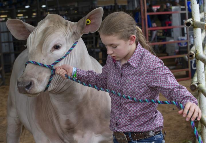 Photos: Monday at the 2019 Galveston County Fair & Rodeo | In Focus ...