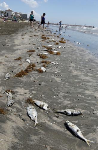 Hundreds of fish wash up on isle beaches | Local News | The Daily News
