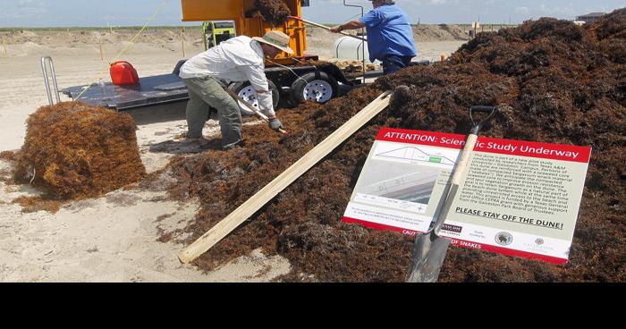 TAMUG project aims to turn seaweed into dunes | Local News | The Daily News