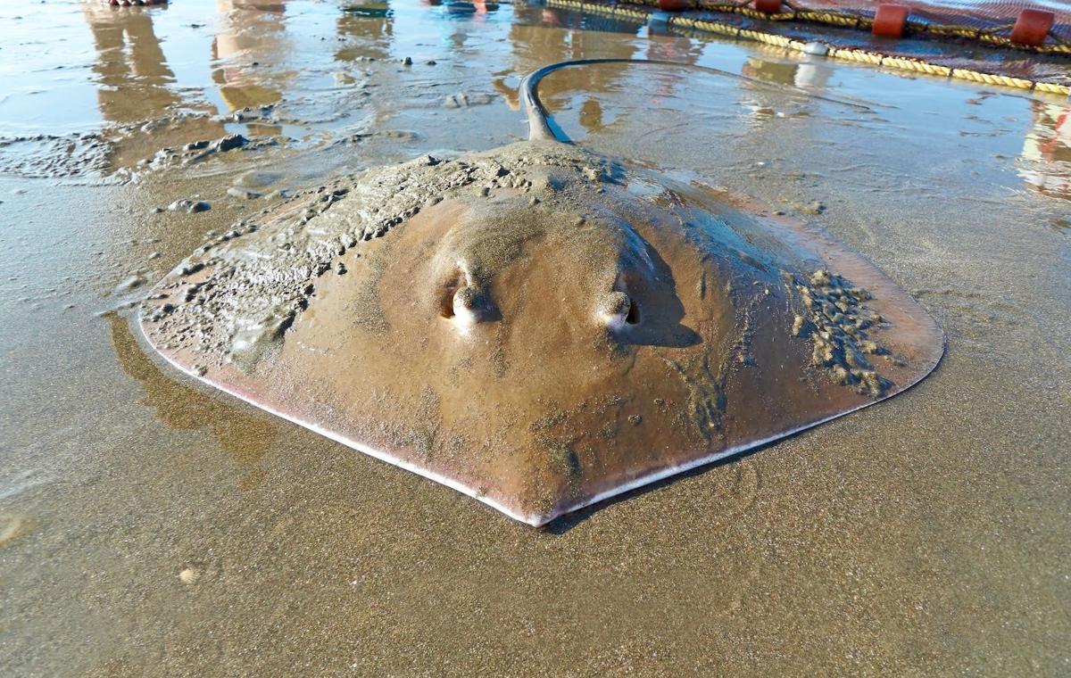 stingray security hazard