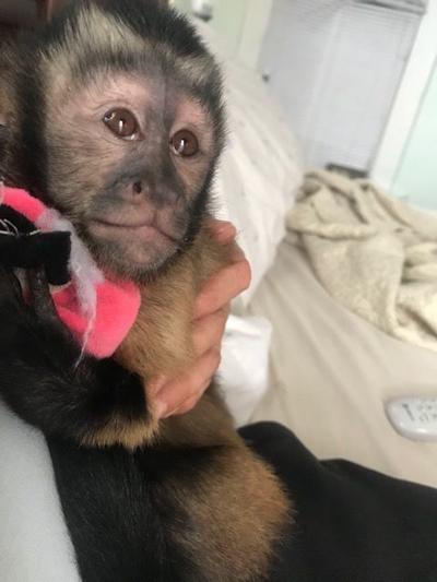 Lilly the monkey is alive and back with owner, police say | Local News ...