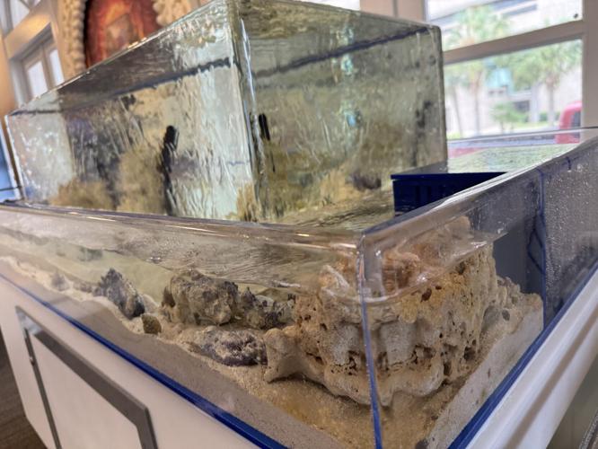 Galveston Island visitor center debuts saltwater tank | Local News ...