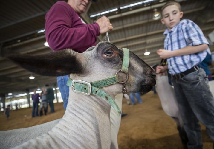2021 Lone Star Showdown Livestock Show | Local News | The Daily News