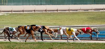 Live dog racing will end next year at Gulf Greyhound, park officials ...