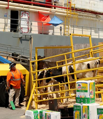 Port of Galveston ships fairly rare load of cattle | Local News | The ...