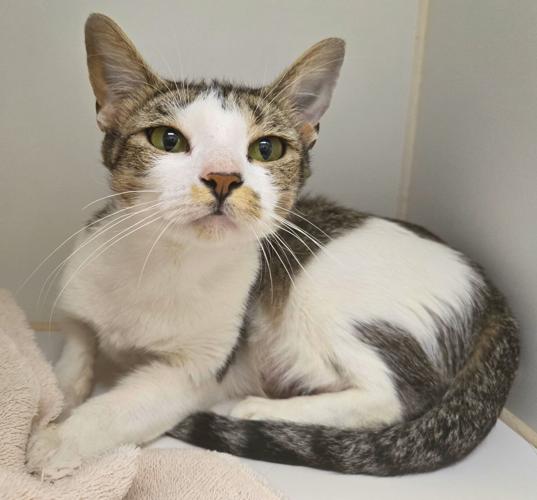 Galveston County Animal Resource Center pets of the week | Leisure ...