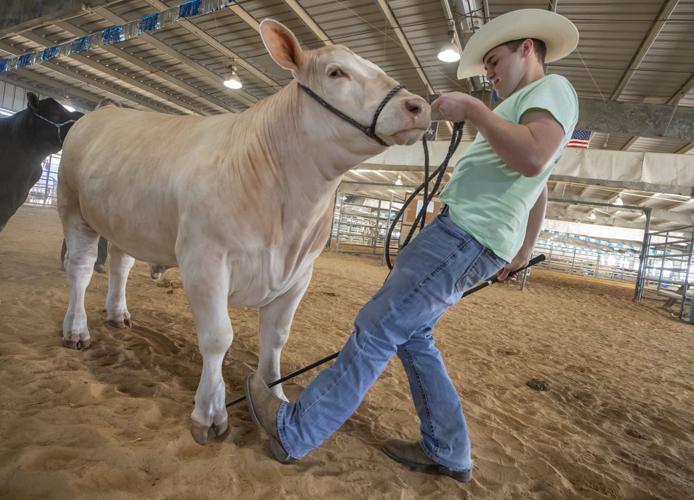 Students prepare steers for judging | Local News | The Daily News