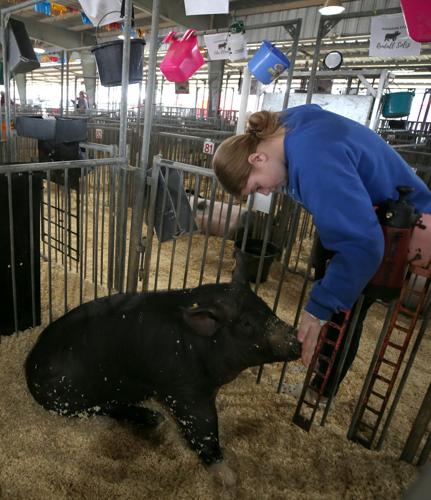 Galveston County Fair & Rodeo continues in Hitchcock | Local News | The ...
