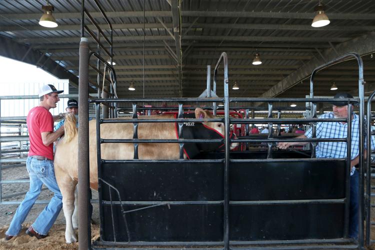Photos: Galveston County Fair and Rodeo | In Focus | The Daily News