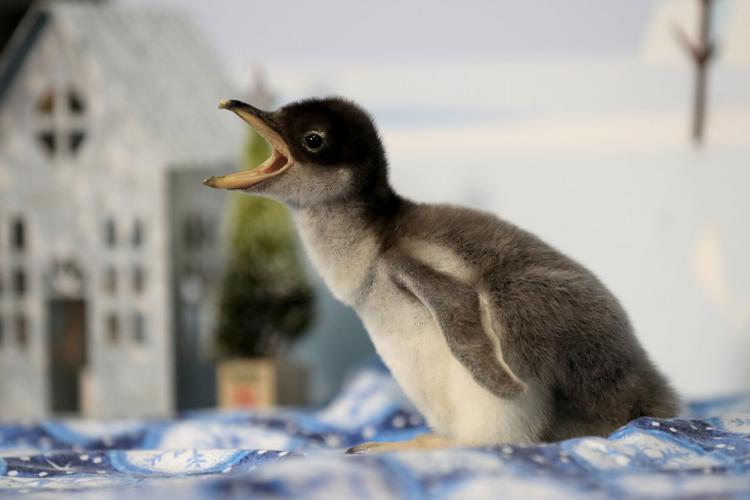 gentoo chick
