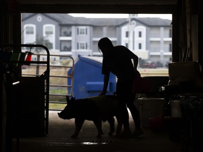 Texas City ISD's beloved agricultural barn to be replaced and upgraded ...