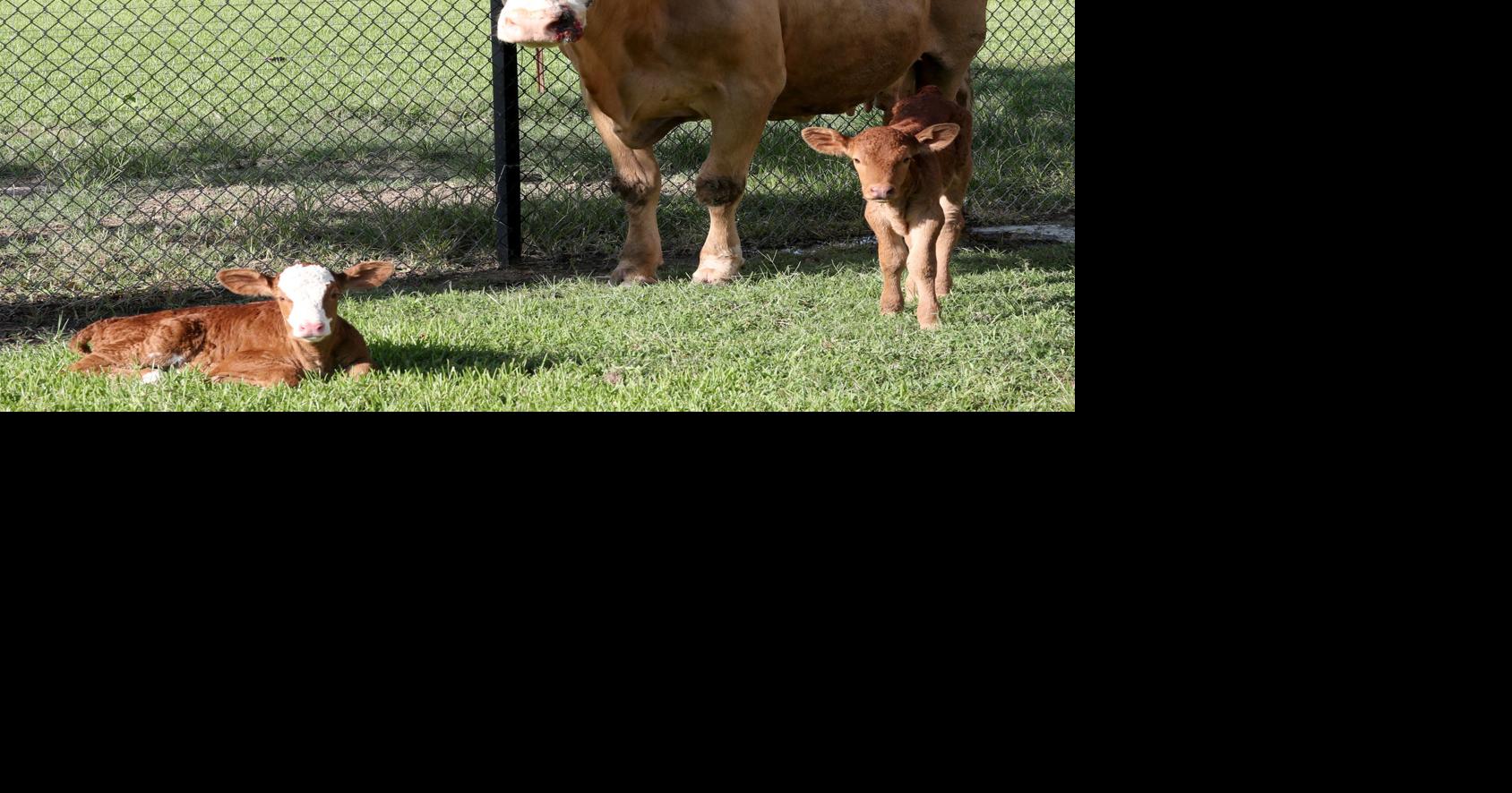 She really delivers: 'Grandma' cow has twins | Local News | The Daily News