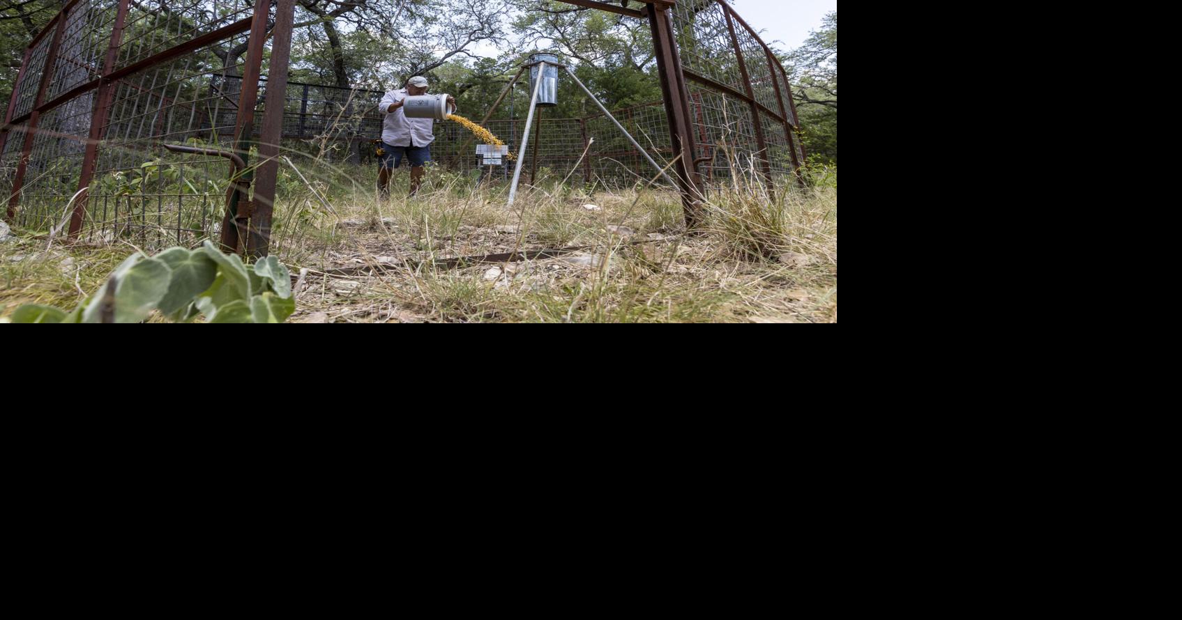 What its like to be one of Texas best feral hog trappers | Lifestyle ...