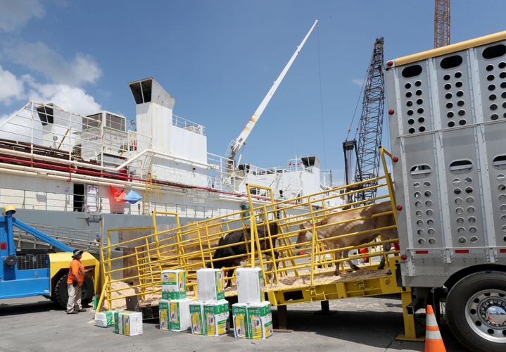 Port of Galveston ships fairly rare load of cattle | Local News | The ...