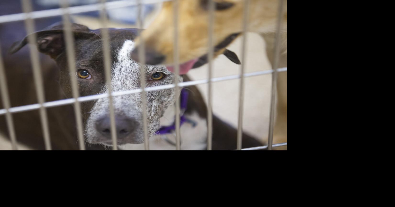 You can help ease a perennial crowding problem | Editorials | The Daily ...