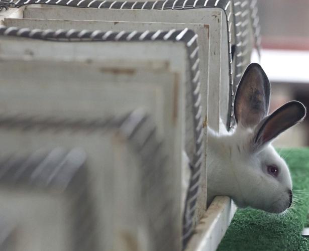 Galveston County Fair & Rodeo rabbit show a hare-raising good time ...