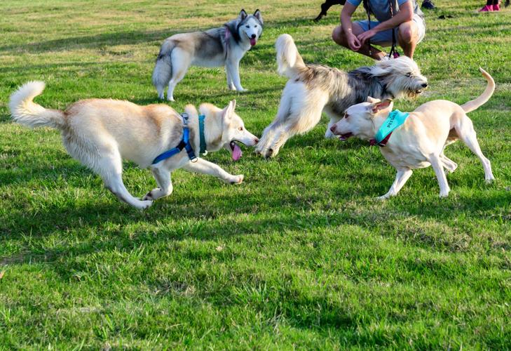League City opens long-awaited dog park | Local News | The Daily News