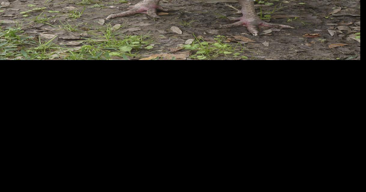 Hefty Friendswood chicken comes short of presumed record | Local News ...