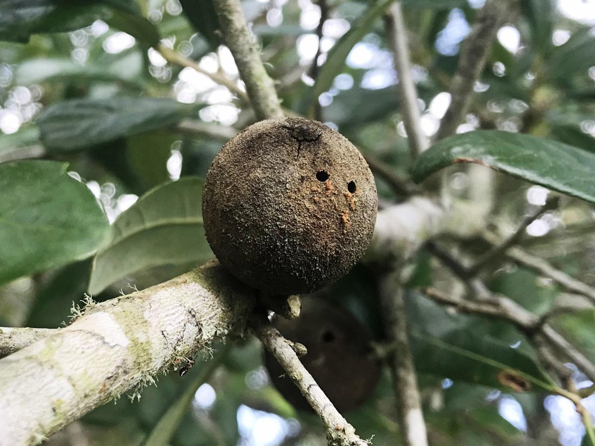Unsightly galls on live oak leaves caused by insects | Leisure | The ...